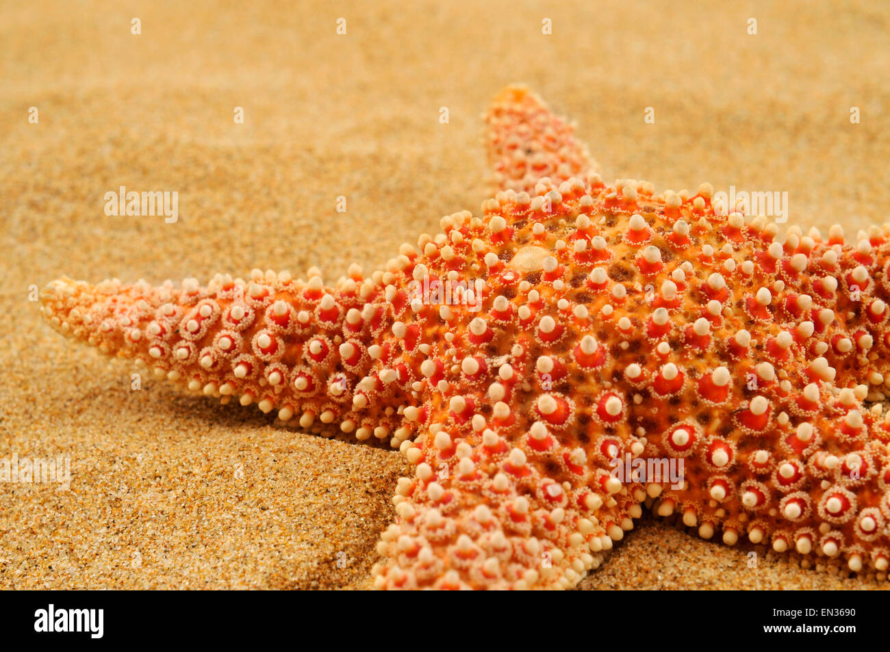 Star shaped sand hi-res stock photography and images - Alamy
