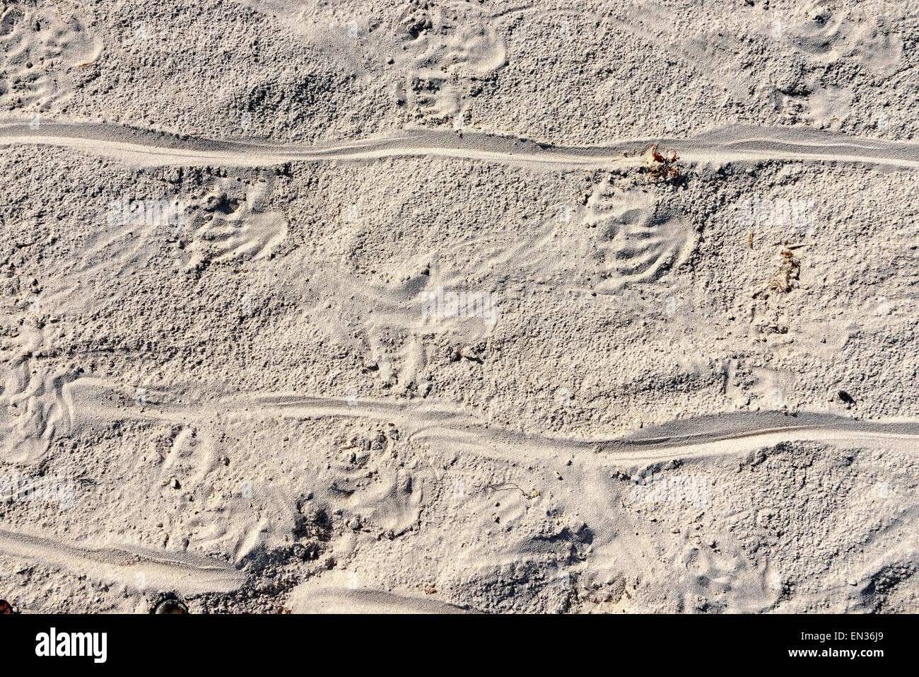 Iguana footprint hi-res stock photography and images - Alamy