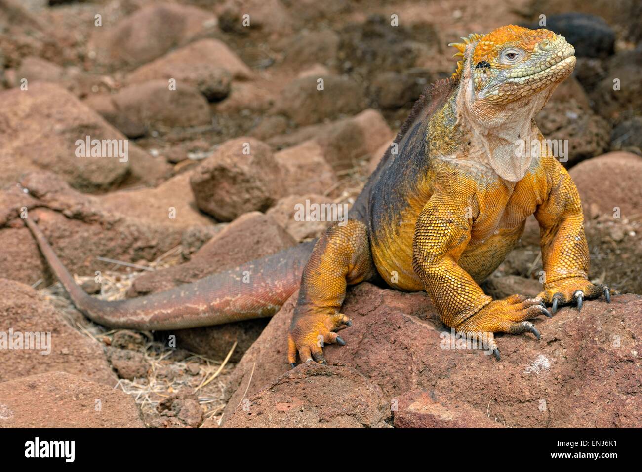 Galapagos land iguana (Conolophus subcristatus), North Seymour Island ...