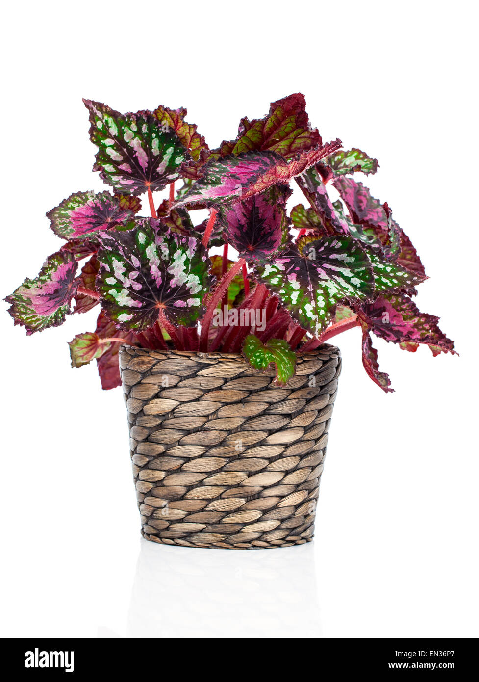 Begonia Rex Pot High Resolution Stock Photography and Images - Alamy