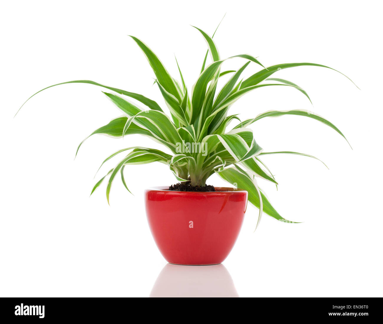 Plant in red pot hi-res stock photography and images - Alamy