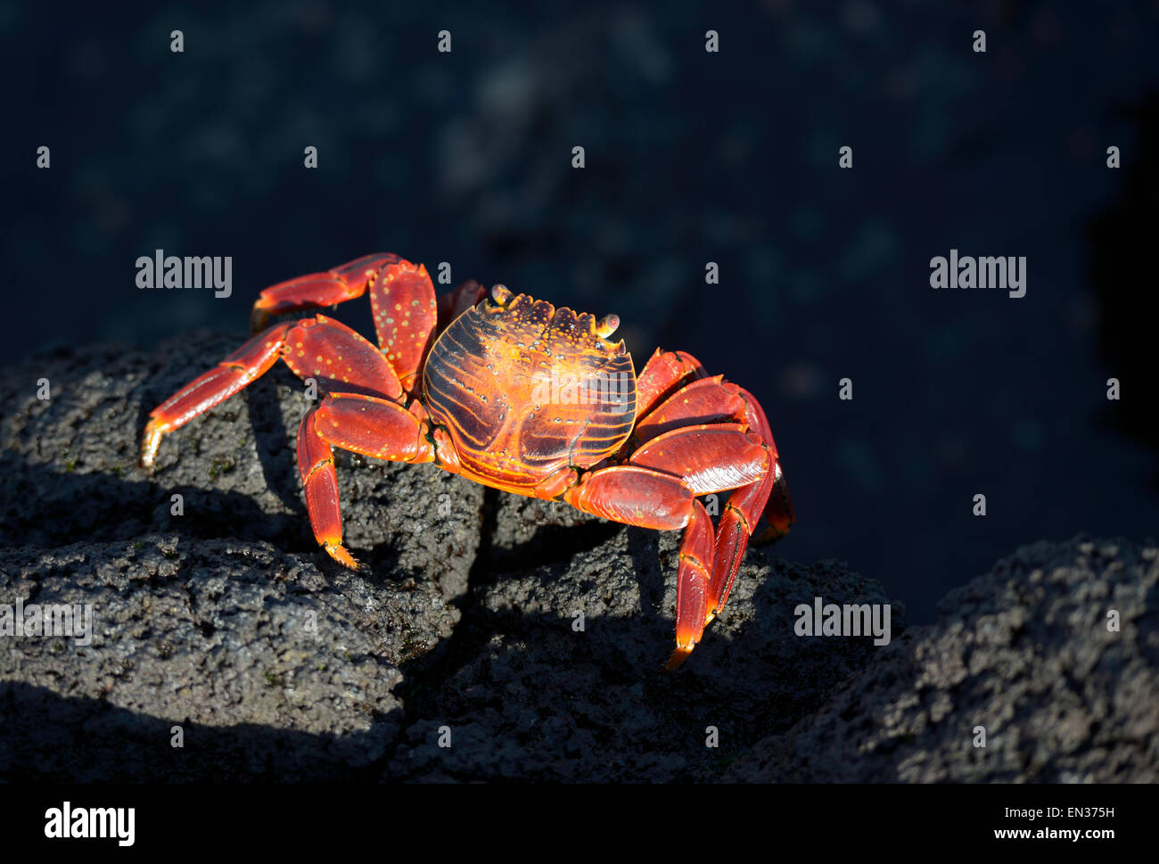 Lava crab hi-res stock photography and images - Alamy