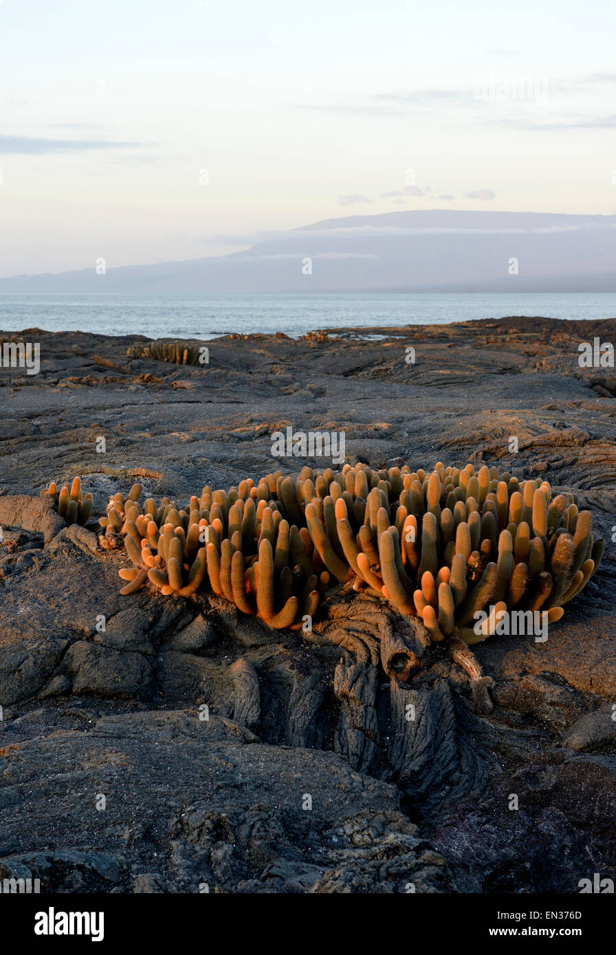 Lava Cactus (Brachycereus nesioticus) in evening light, Punta Espinosa ...