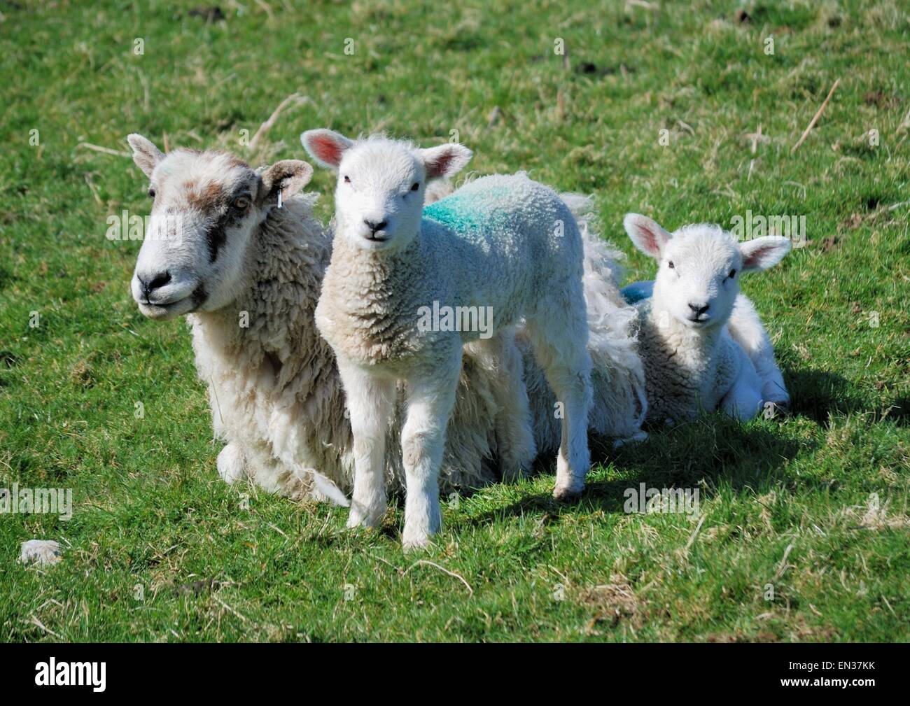 Spring lamb peak district hi-res stock photography and images - Alamy