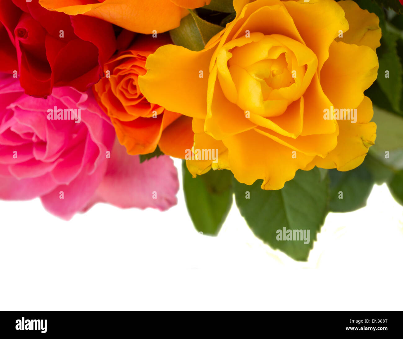 bouquet of fresh roses Stock Photo - Alamy