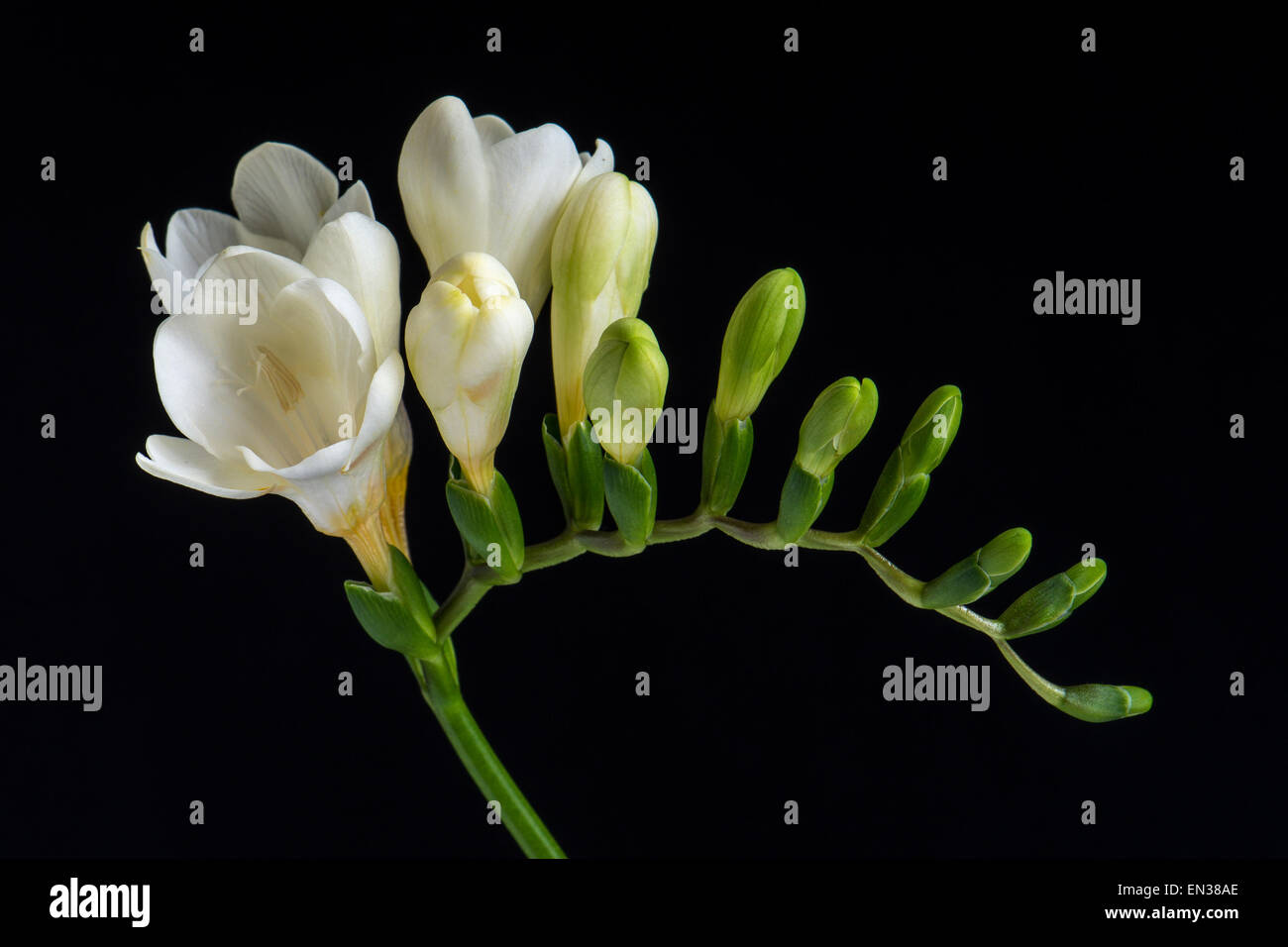 White Freesia (Freesia Stock Photo - Alamy