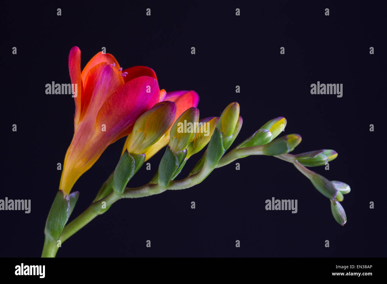 Red Freesia (Freesia Stock Photo - Alamy