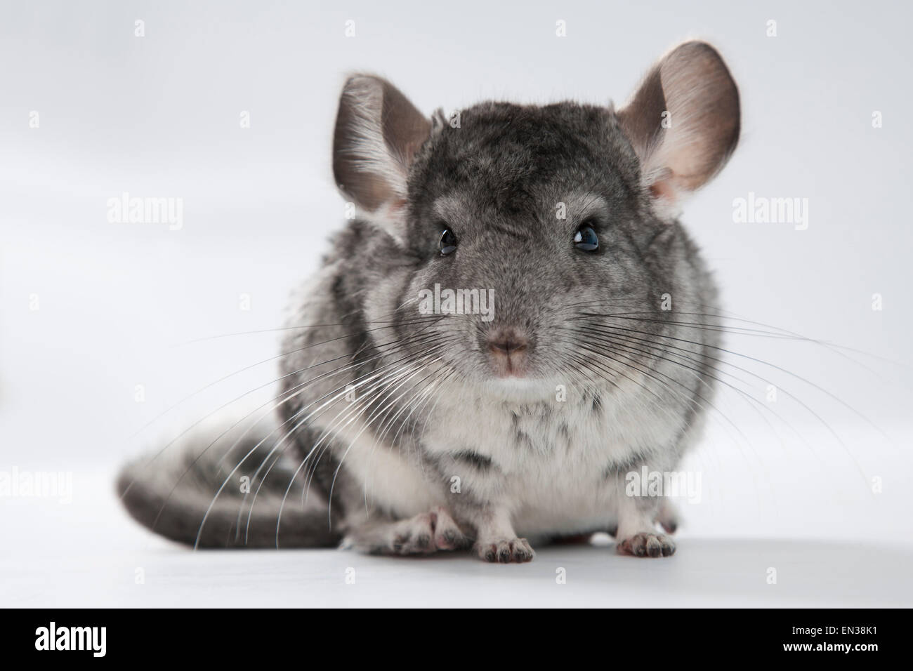 Chinchilla hi-res stock photography and images - Alamy