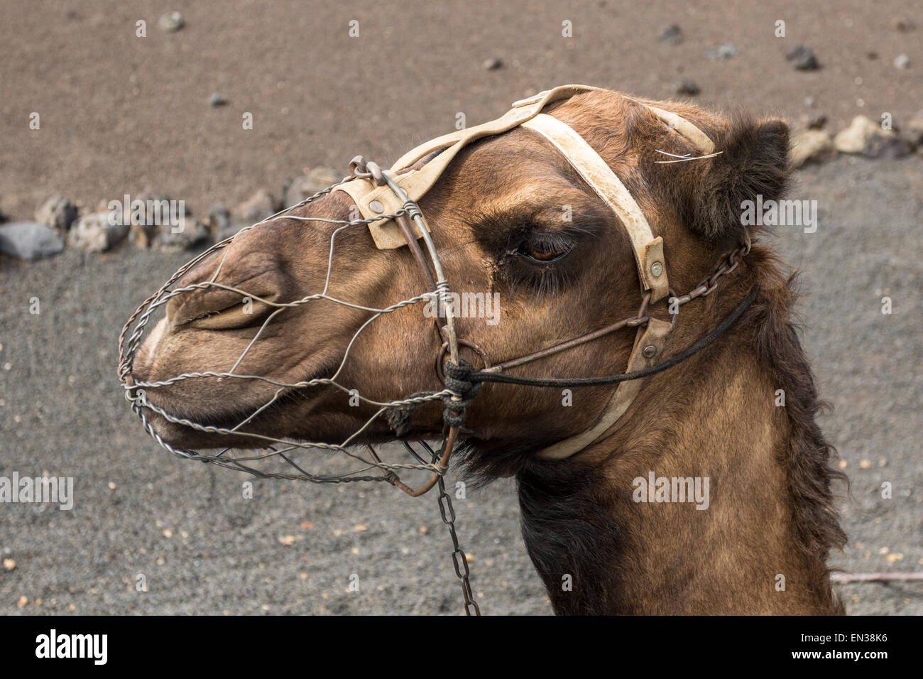 Camel wearing a muzzle, Lanzarote, Canary Islands, Spain Stock Photo ...
