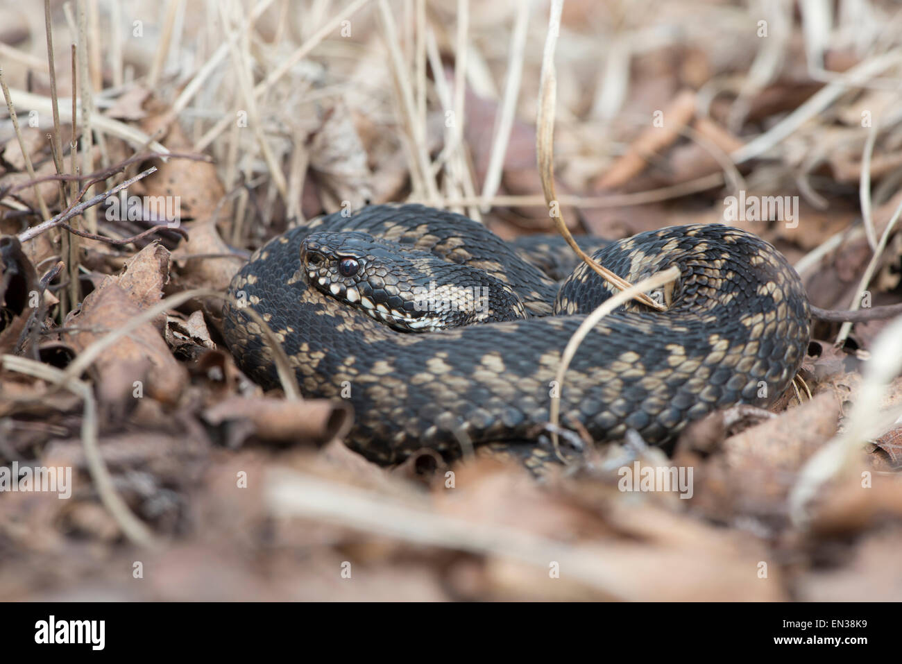 Common Viper High Resolution Stock Photography and Images - Alamy
