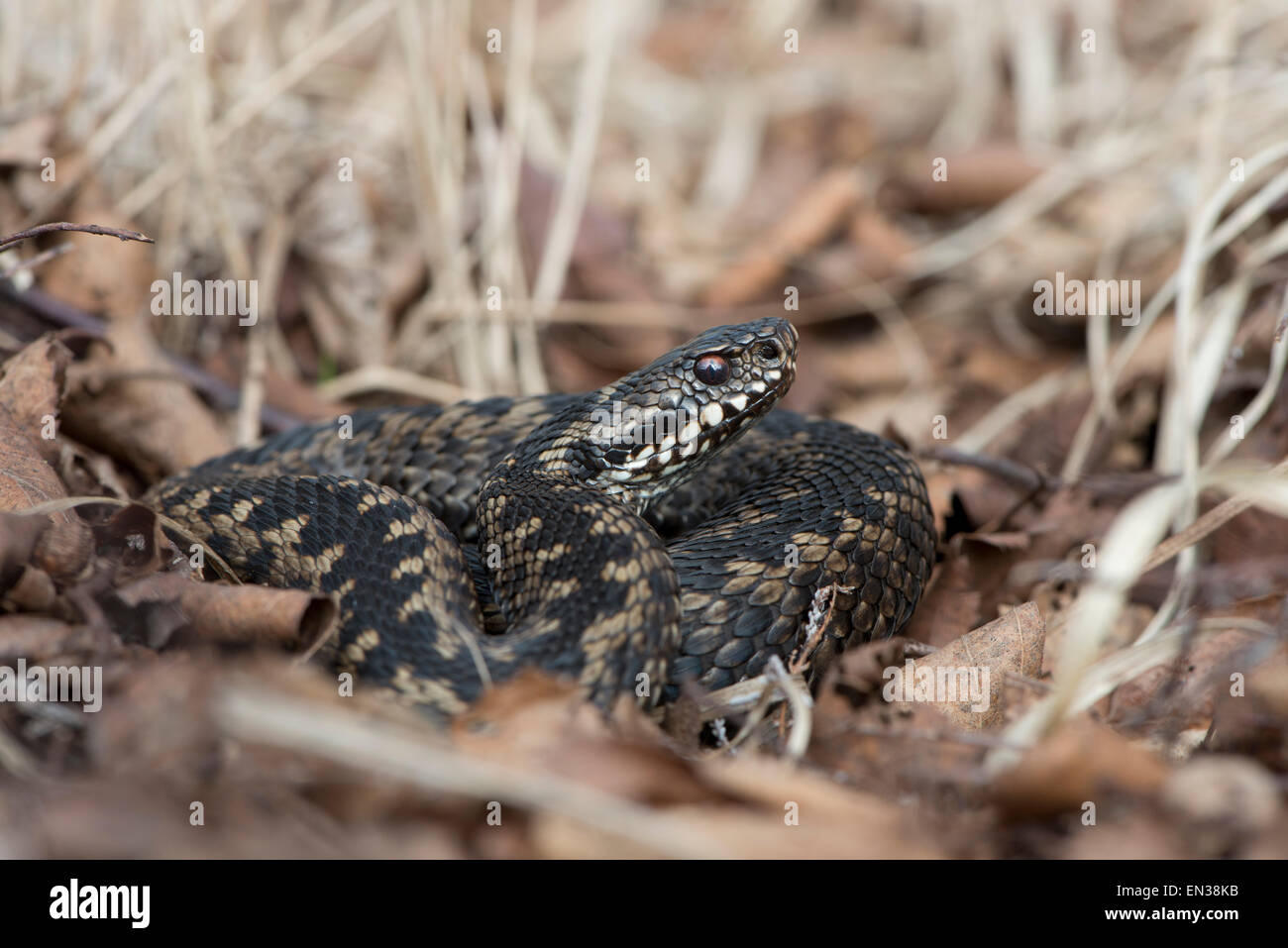 Common Viper High Resolution Stock Photography and Images - Alamy
