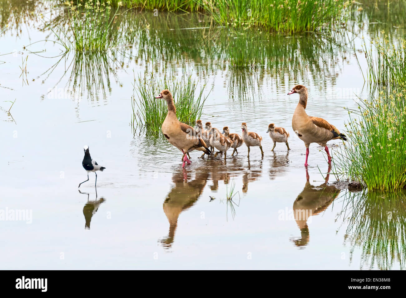 Egyptian geese hi-res stock photography and images - Alamy