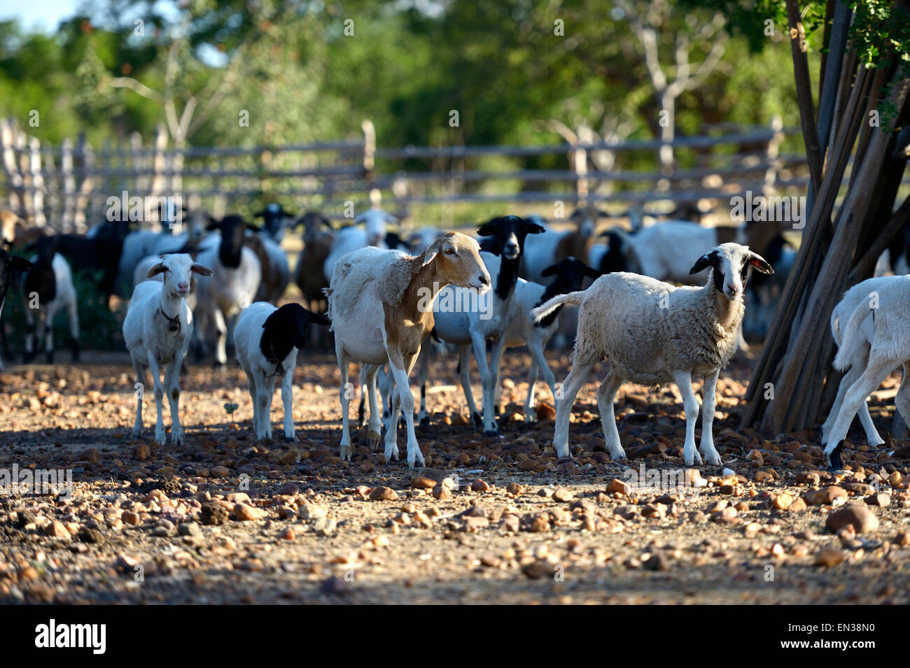 Goats (Capra hircus aegagrus), Bahia, Brazil Stock Photo - Alamy