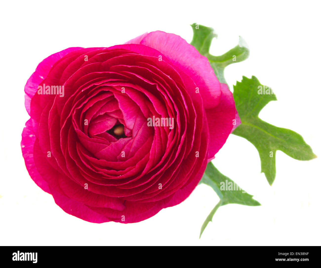 pink ranunculus flowers Stock Photo - Alamy