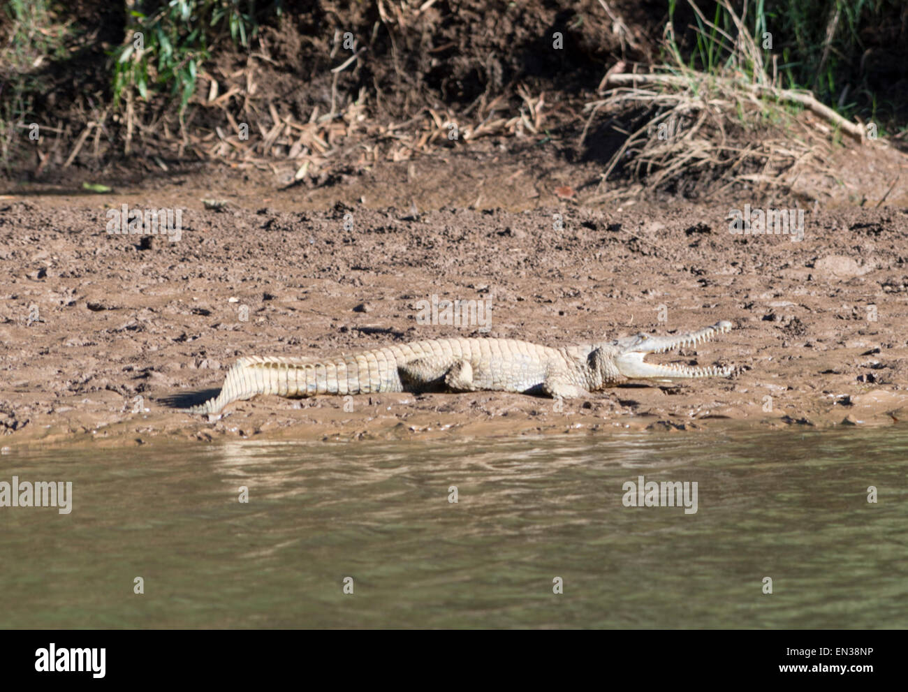 Freshwater Crocodile (Crocodylus johnstoni), Windjana Gorge, Kimberley ...