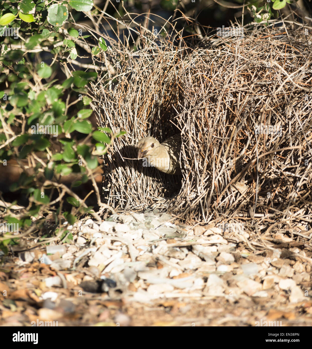 Bower bird with nest High Resolution Stock Photography and Images - Alamy