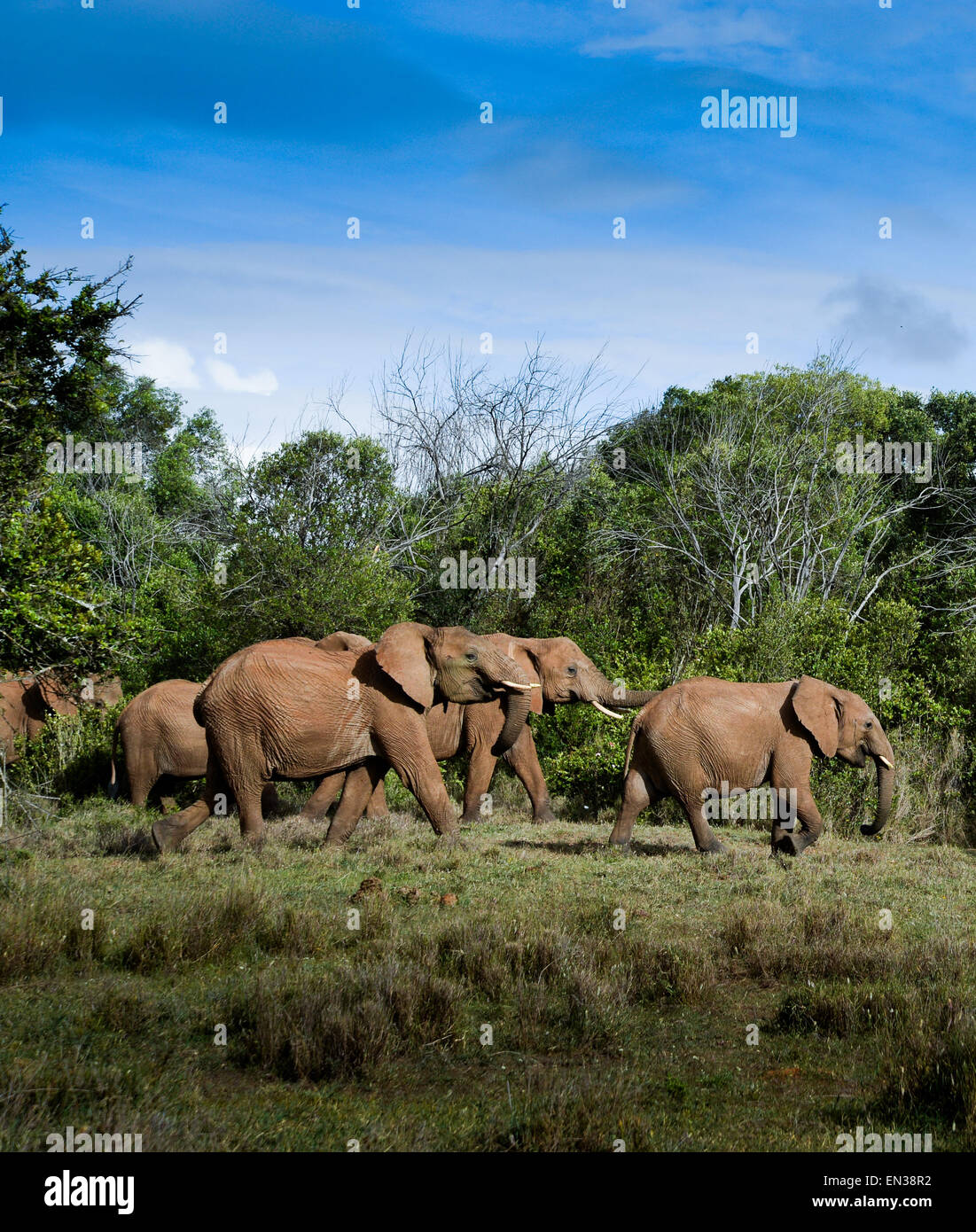 Laikipia plateau kenya hi-res stock photography and images - Alamy