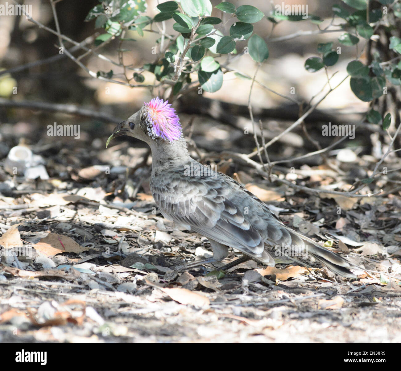 Great Bowerbird (Chlamydera nuchalis) Courtship Display, Windjana Gorge ...