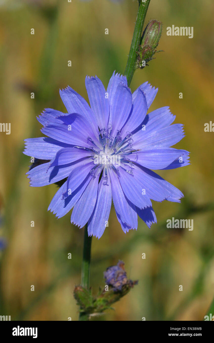 Common chicory hi-res stock photography and images - Alamy