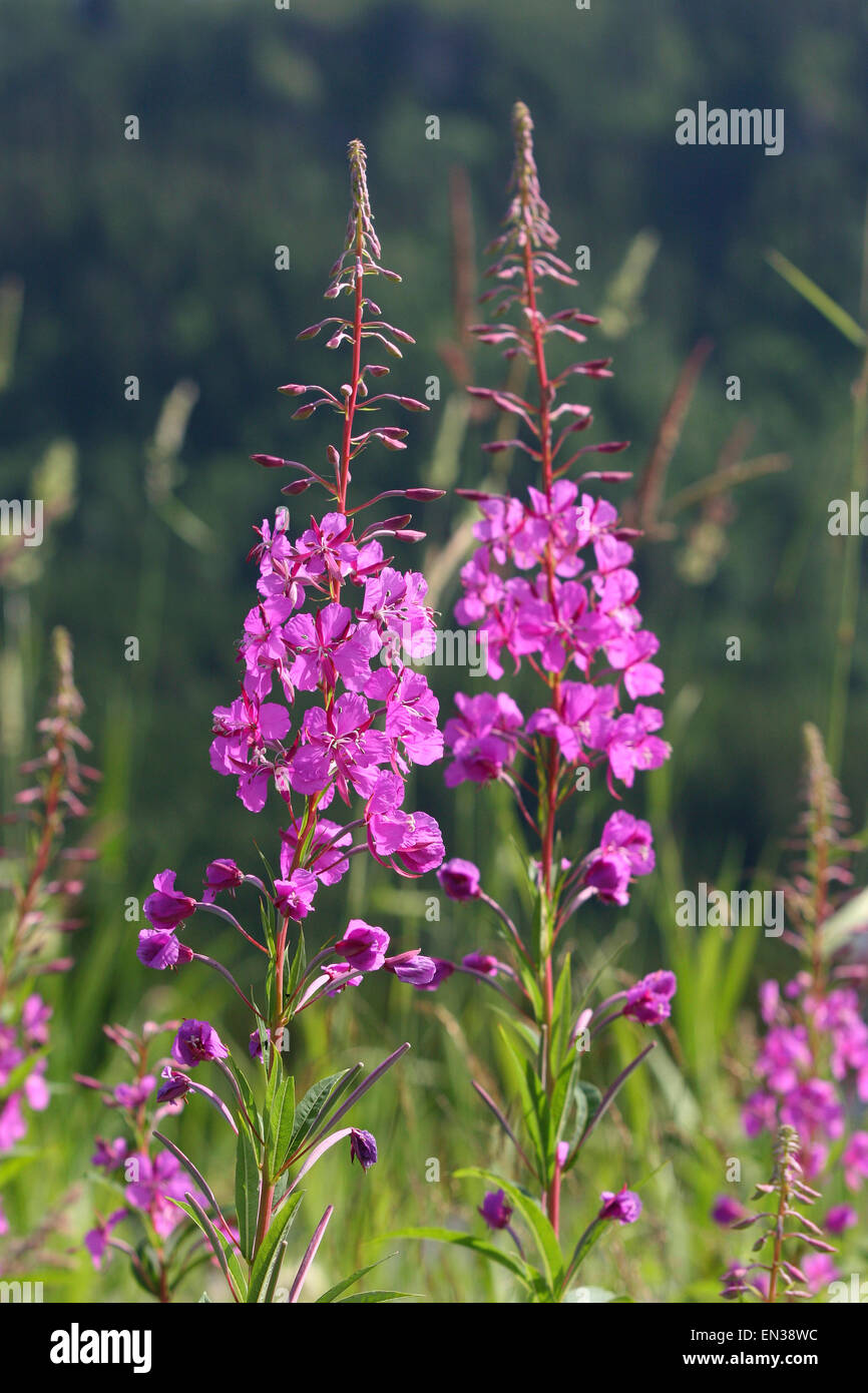 Fireweed (Epilobium angustifolium, Chamerion angustifolium), flowering, Thuringia, Germany Stock ...