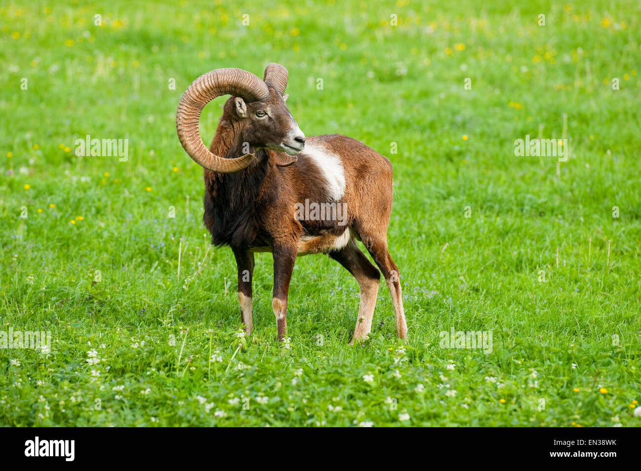 Ovis ammon musimon hi-res stock photography and images - Alamy