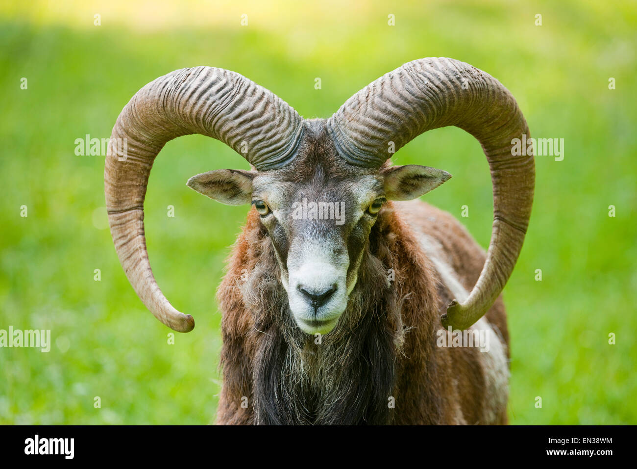 Mouflon (Ovis ammon musimon), ram, captive, Bavaria, Germany Stock ...