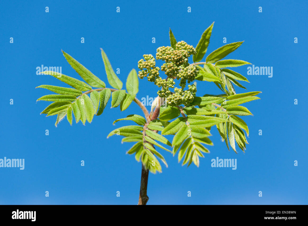Rowan (Sorbus aucuparia, Pyrus aucuparia), leaves and buds, Lower ...