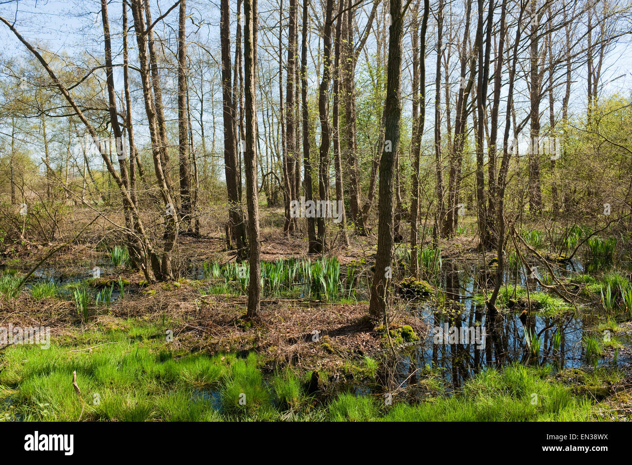 Alder glutinosa hi-res stock photography and images - Alamy