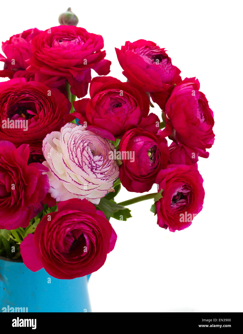 bunch of pink ranunculus flowers Stock Photo - Alamy