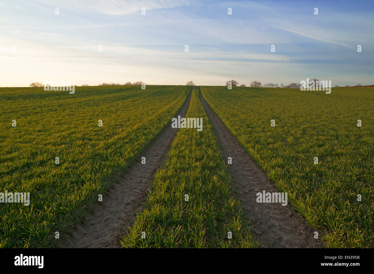 Sprouting wheat field hi-res stock photography and images - Alamy