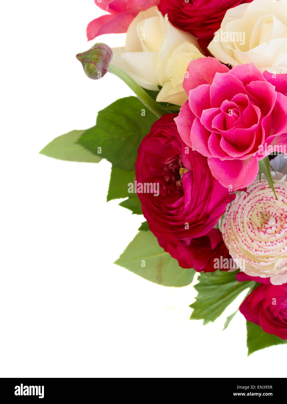 bunch of pink ranunculus flowers Stock Photo - Alamy