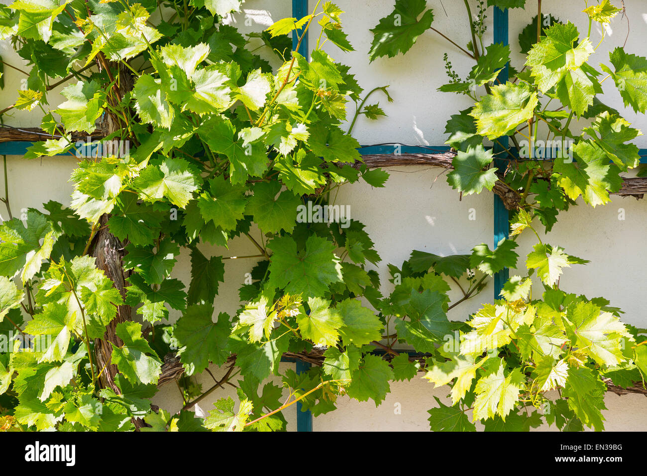 Climbing plant on a trellis hi-res stock photography and images - Alamy