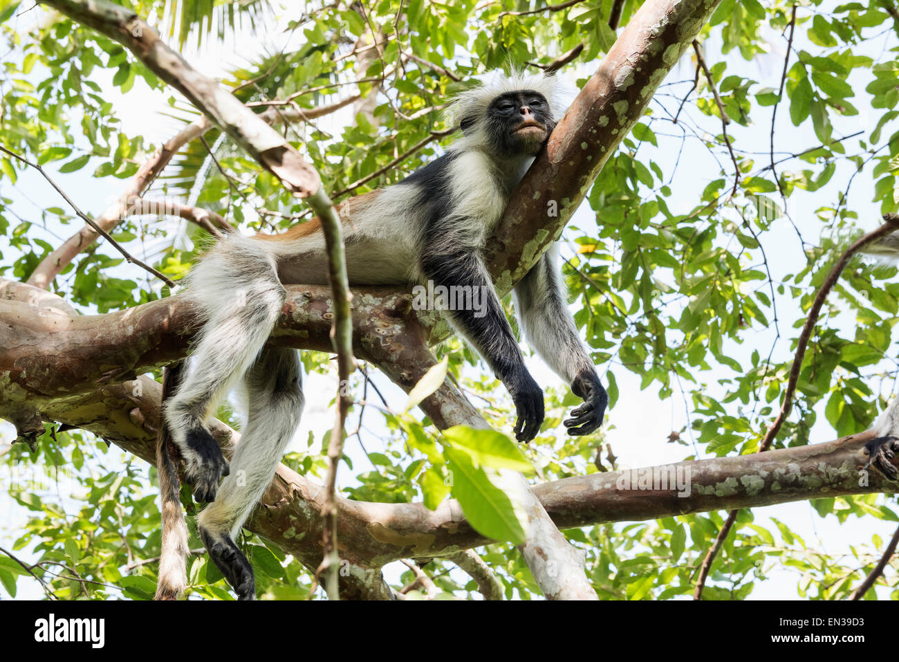 Zanzibar Red Colobus (Procolobus kirkii) sleeping on a tree, endemic ...