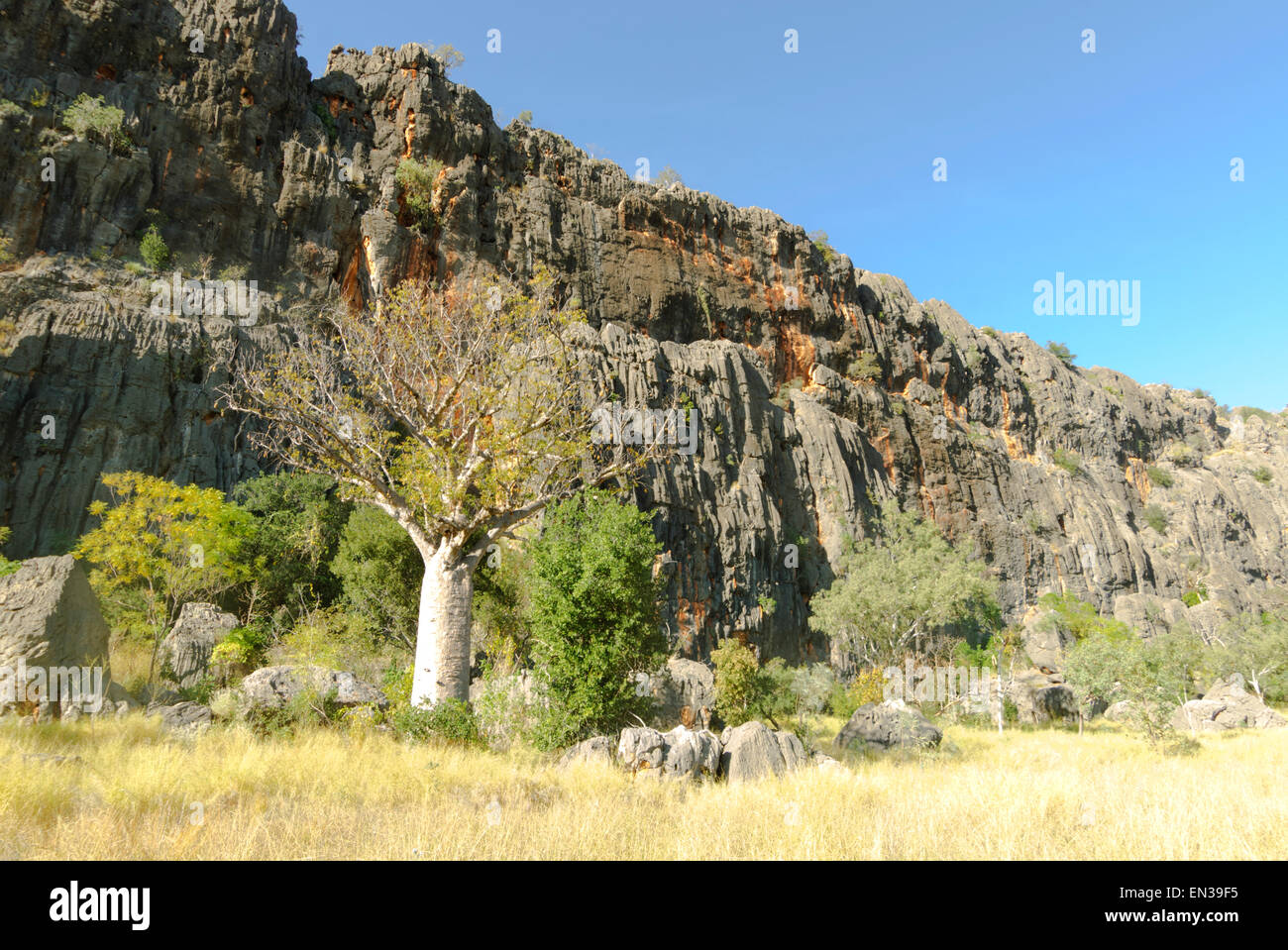 Savannah and Boab Tree, Windjana Gorge, Kimberley, Western Australia ...