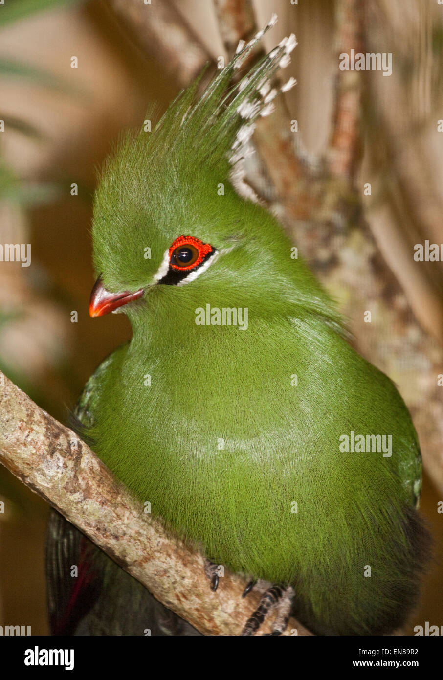 Schalowi hi-res stock photography and images - Alamy