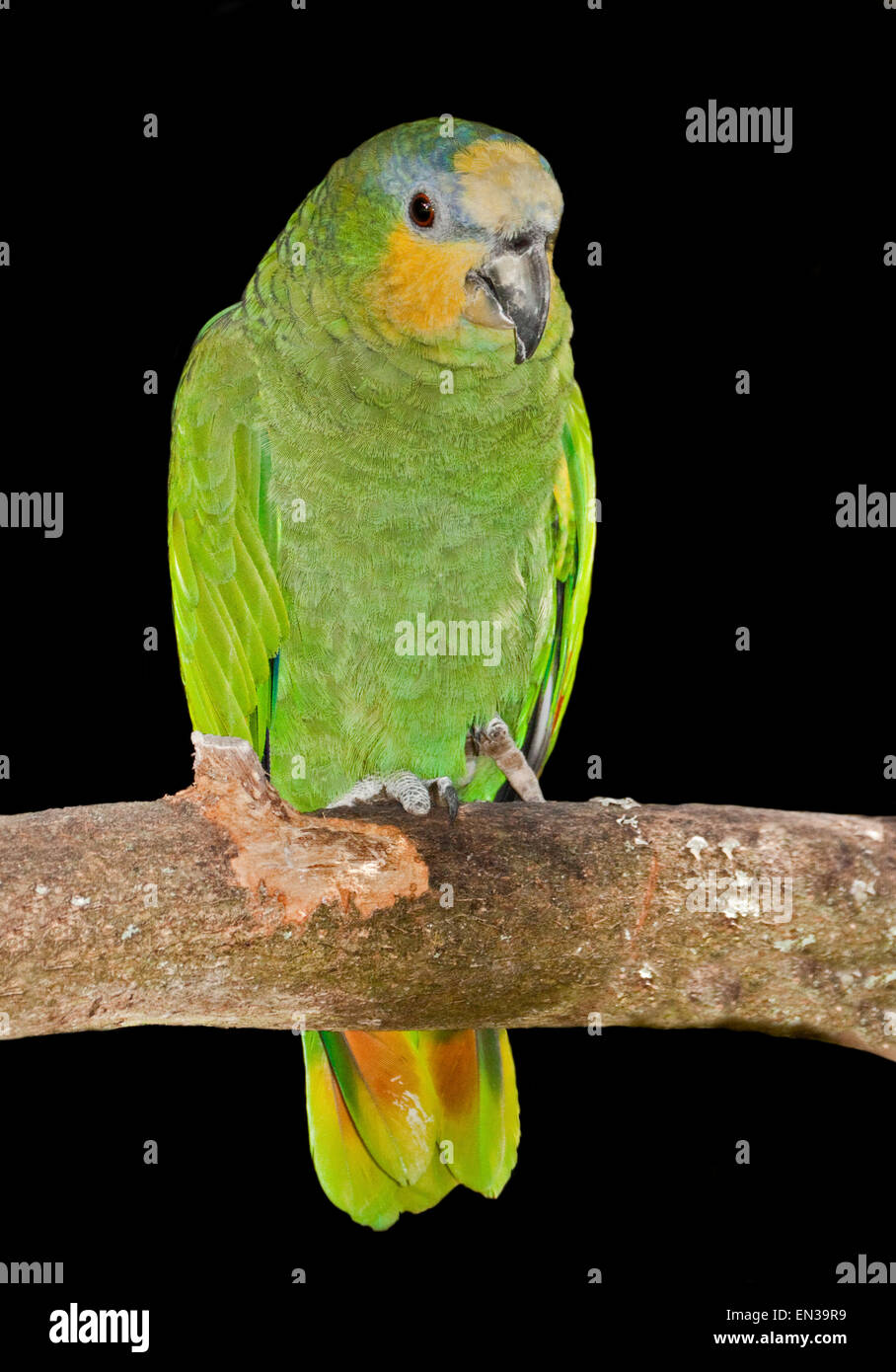 Amazon parrots hi-res stock photography and images - Alamy