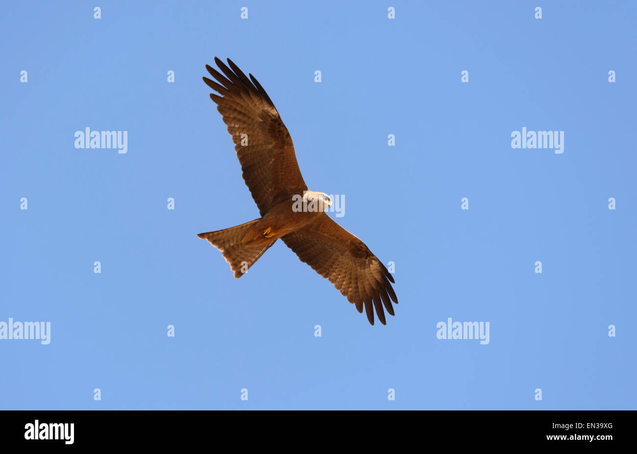 Australian kite flying hi-res stock photography and images - Alamy