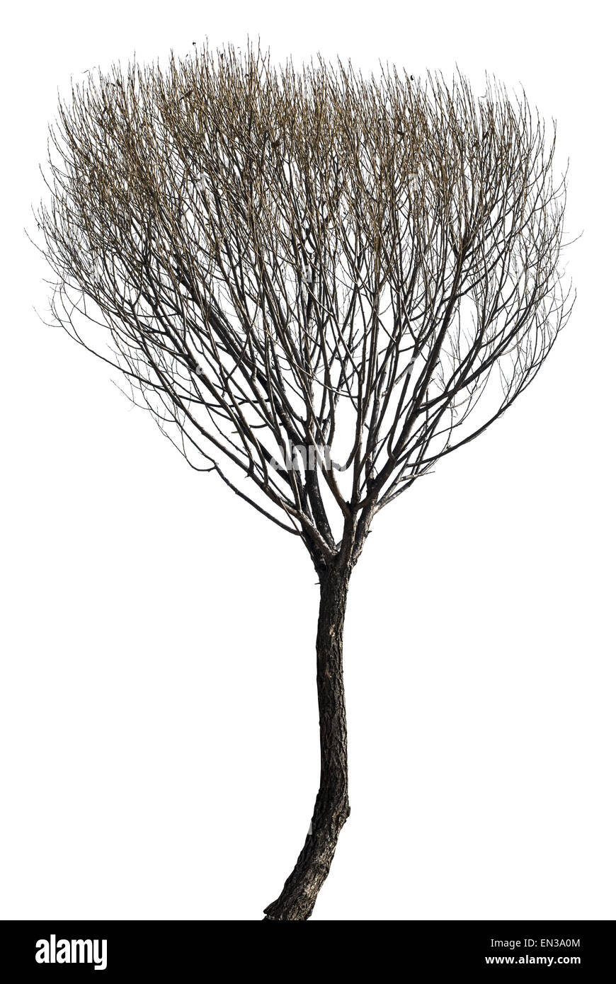 Dry tree without leaves Stock Photo - Alamy