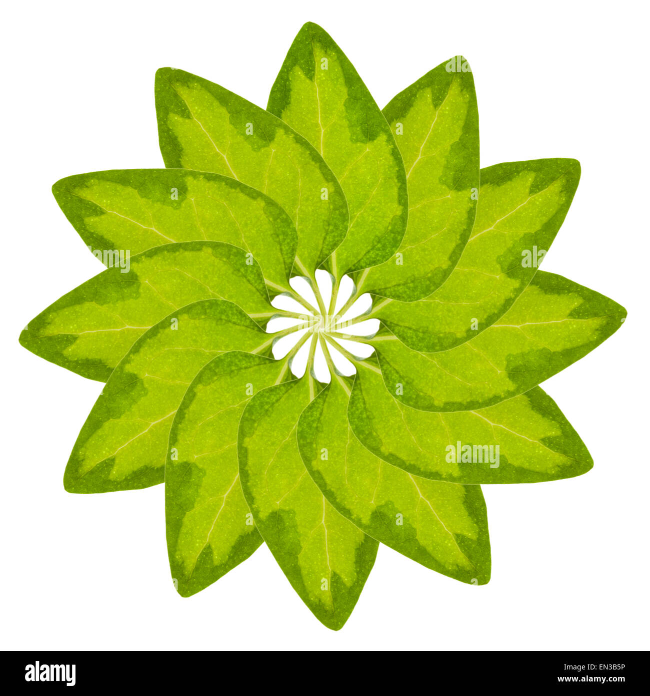 Star shape leaf Cut Out Stock Images & Pictures - Alamy