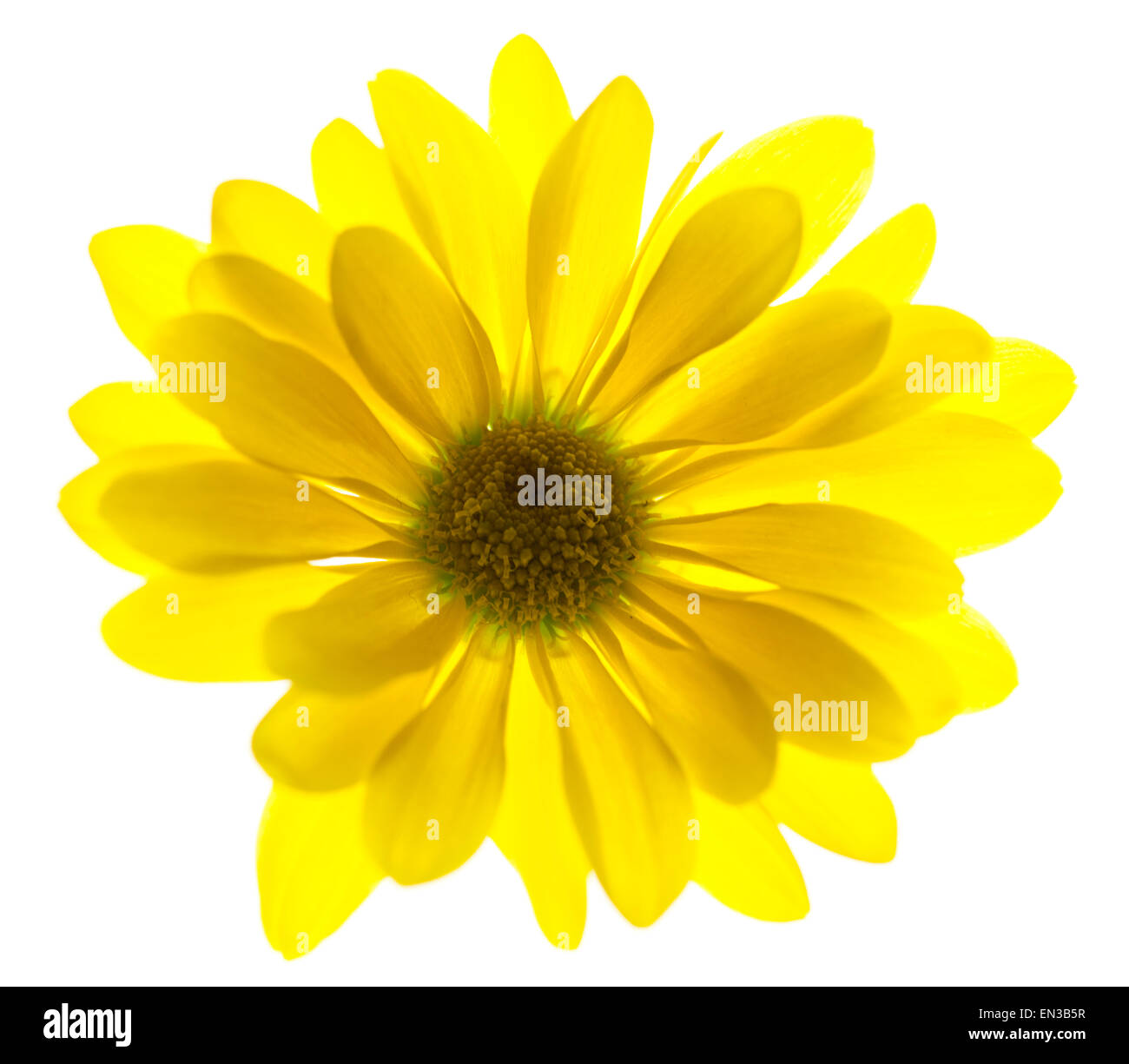 Yellow flower on white background Stock Photo - Alamy