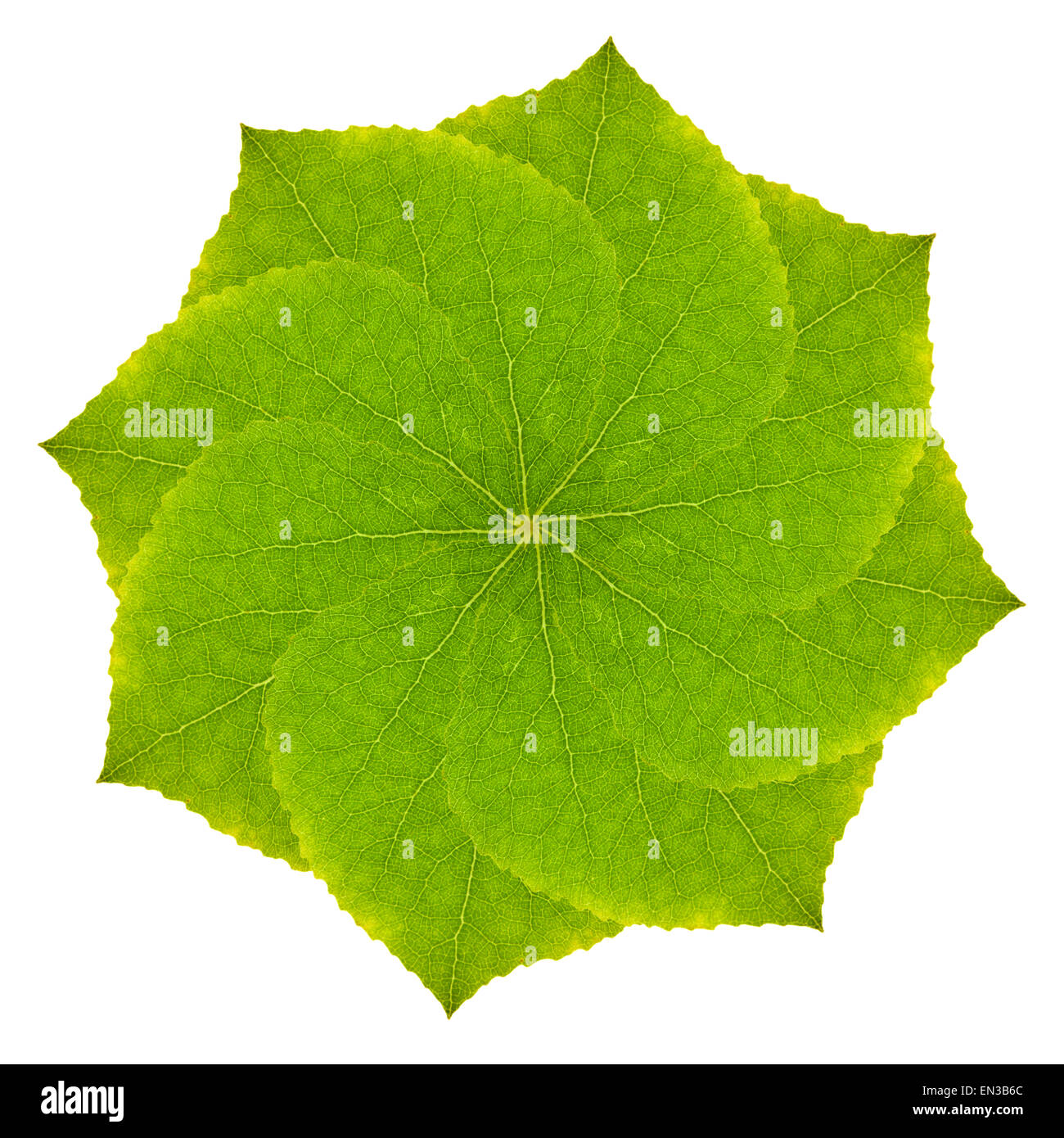 Leaf pattern on white background Stock Photo - Alamy