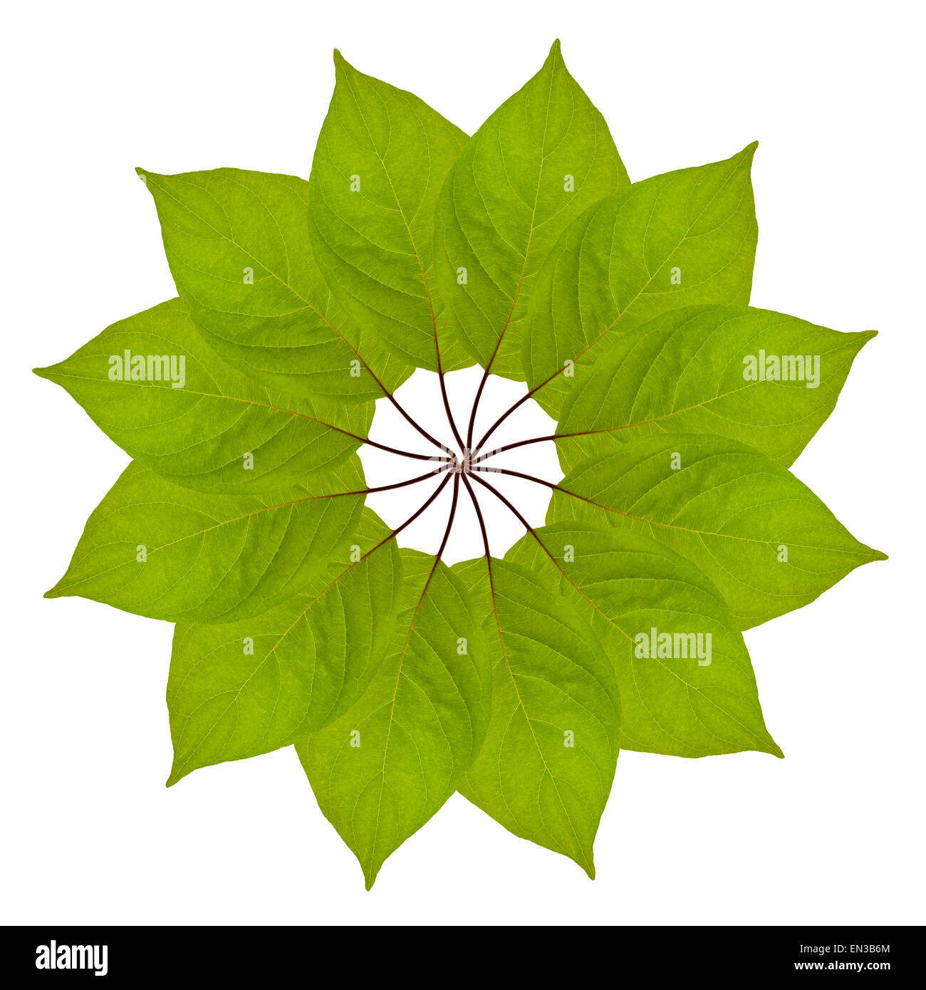 Leaf pattern on white background Stock Photo - Alamy