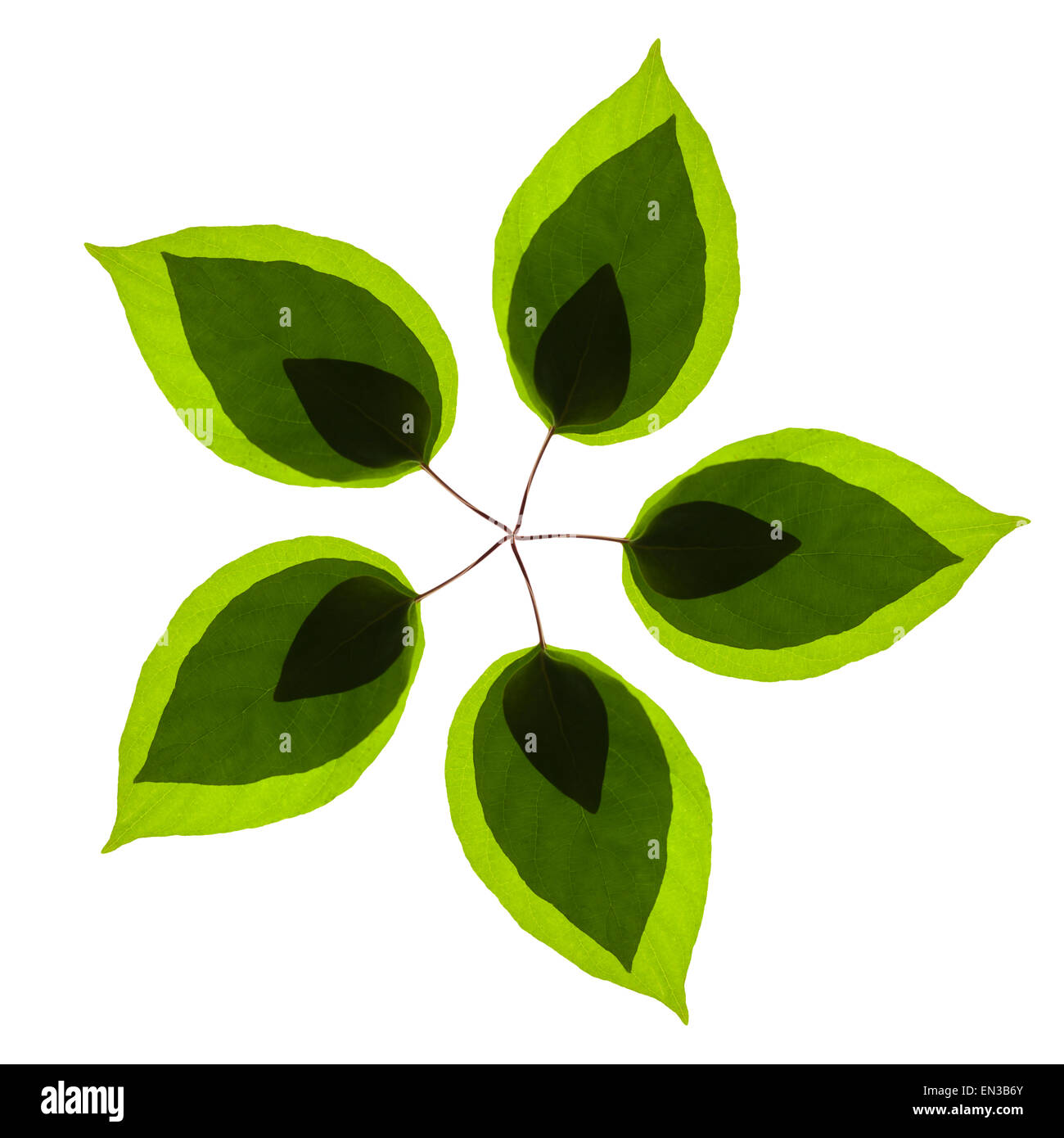 Leaf pattern hi-res stock photography and images - Alamy