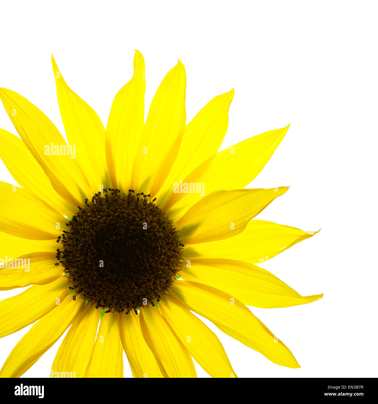 Yellow flower on white background Stock Photo - Alamy