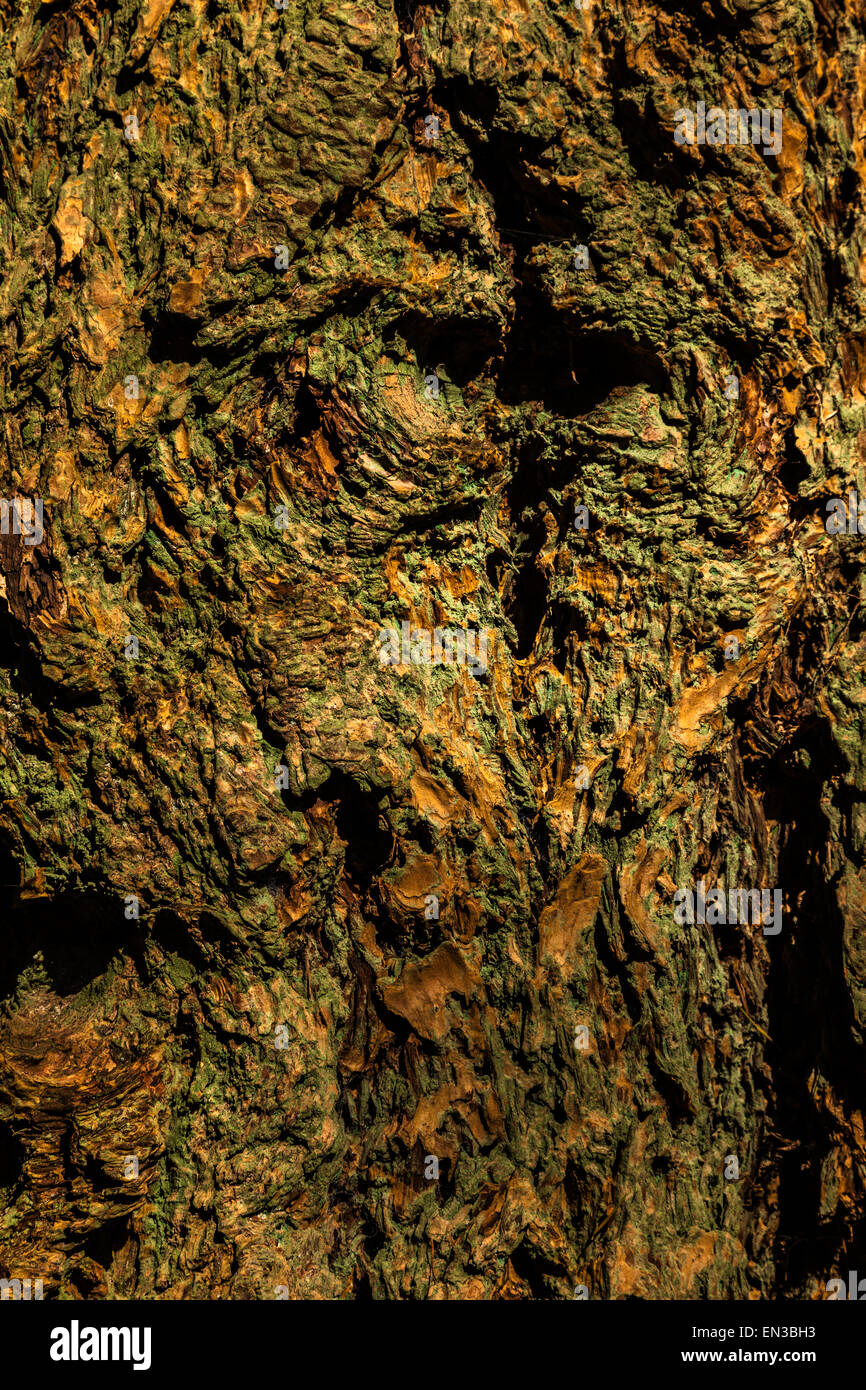 Close up of Conifer Bark in New Forest National Park Stock Photo - Alamy
