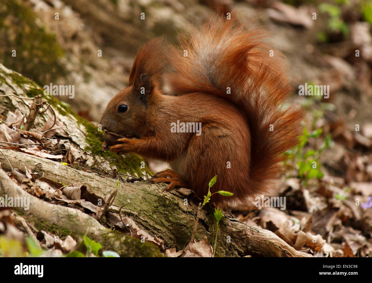 close up of squirrel eating walnut Stock Photo - Alamy