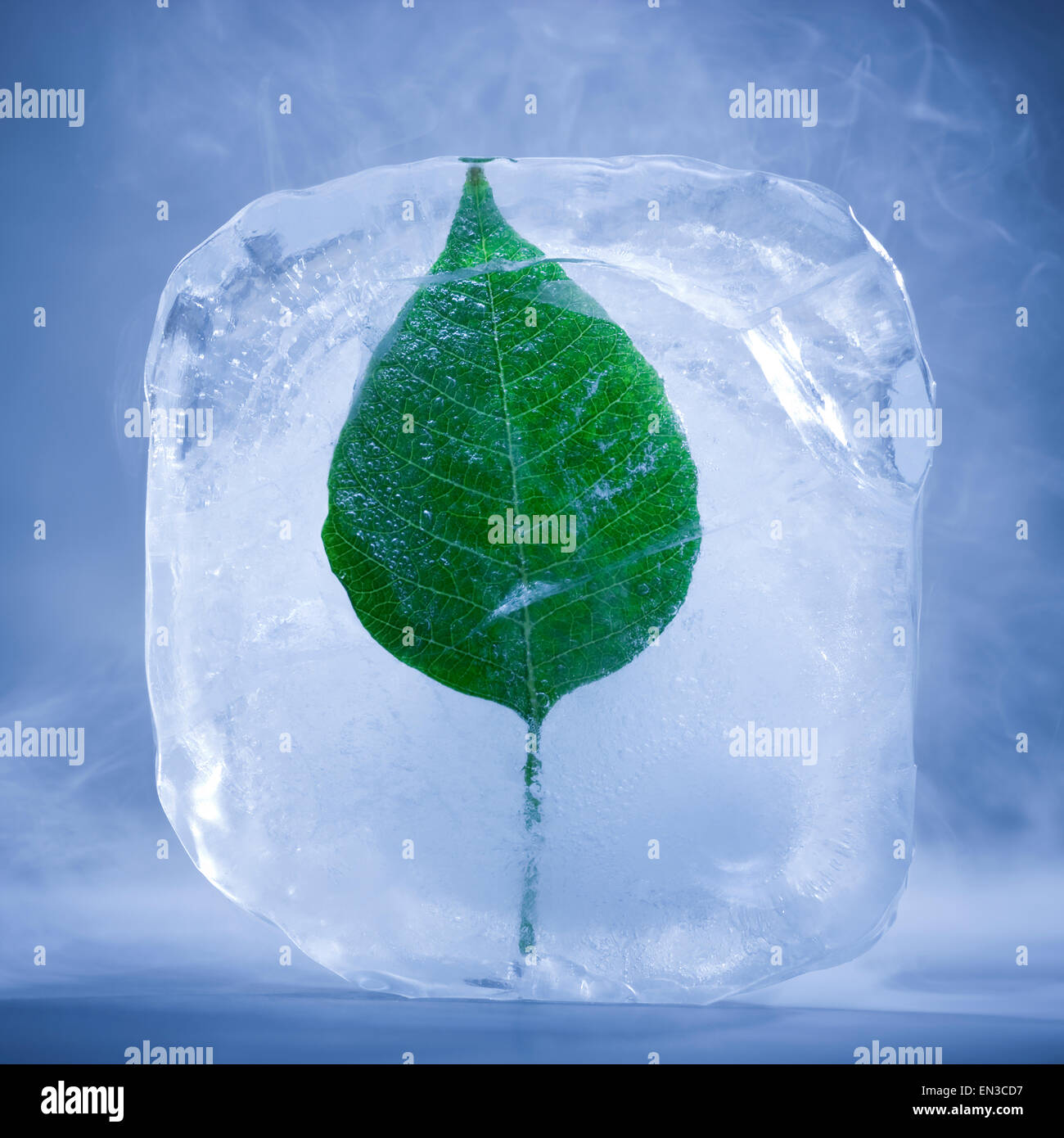 leaf frozen in a block of ice Stock Photo - Alamy