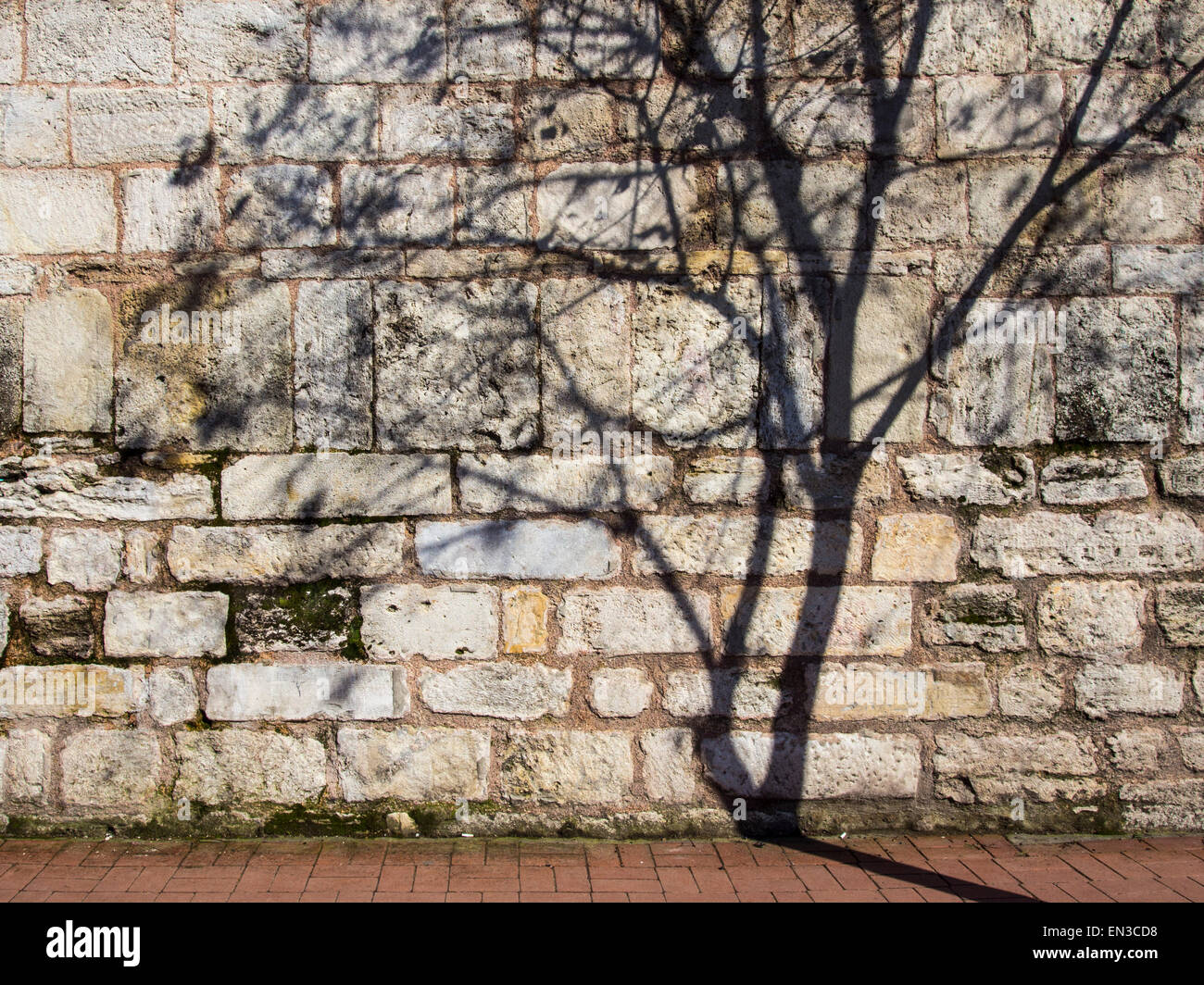 Leave shadows hi-res stock photography and images - Alamy