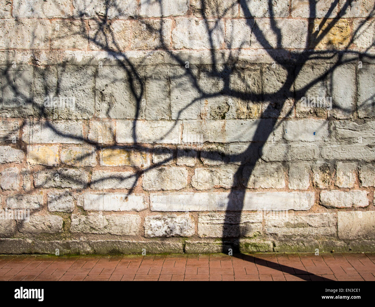 Leave shadows hi-res stock photography and images - Alamy