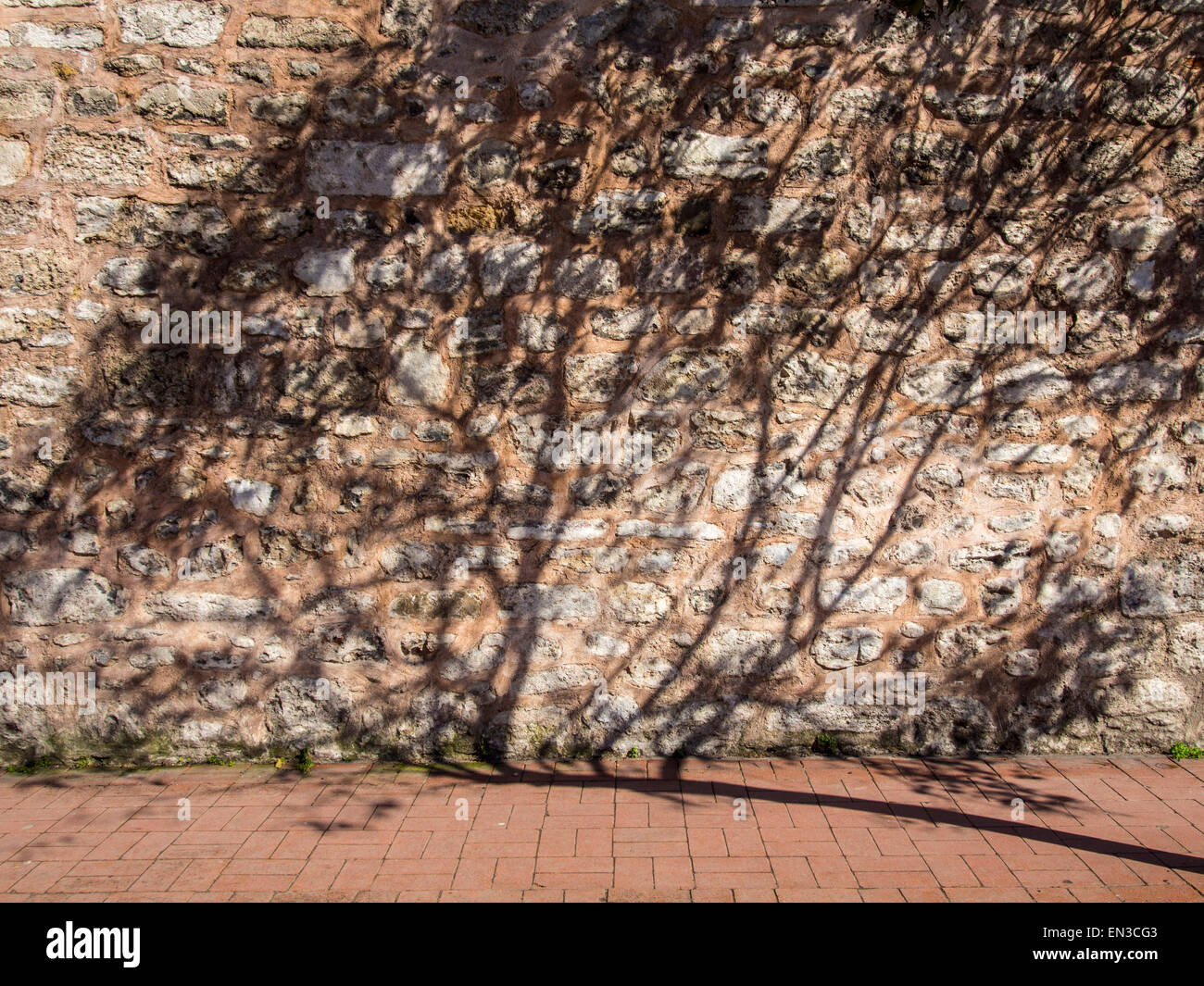 Abstract tree shadows hi-res stock photography and images - Alamy
